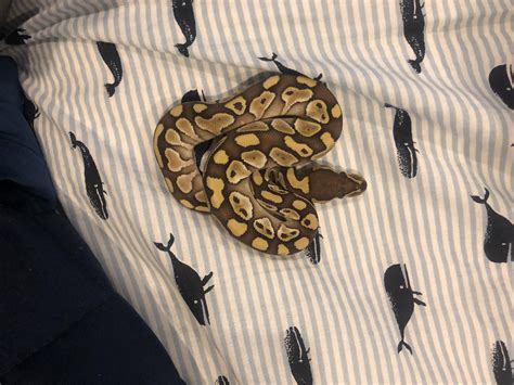 Lesser Python R Ballpython