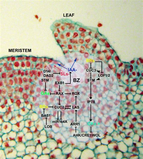 Recurrent Ontogenesis Atlas Of Science