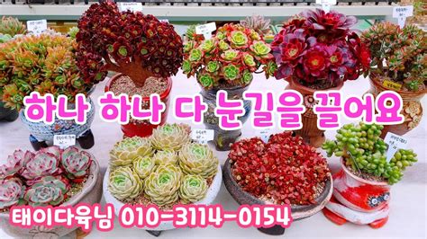 240502📍태이다육님 블랙캐시미어 메두사금 러블리로즈 레드베리 얼음공주젤리 수연 온슬로우 아르제 푸쉬케 Youtube