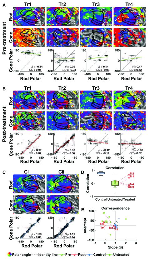 Cone Mediated Retinotopy In Visual Cortex Cone Mediated Versus Download Scientific Diagram
