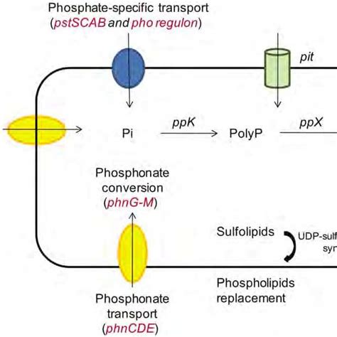 Strategies For Phosphorous Utilization By Bacteria Adapted From Hirota Download Scientific