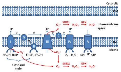 lesson modeling cellular respiration part 2 2 betterlesson