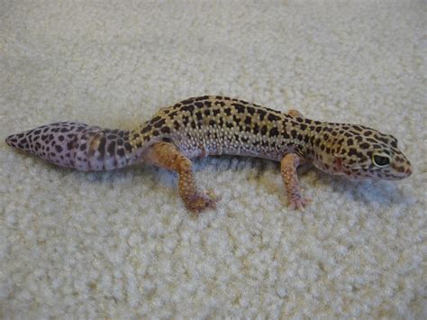File Leopard Gecko With New Tail Wikimedia Commons