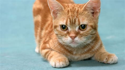 Рыжий кот скачать фото обои для рабочего стола (картинка 3 из 8)