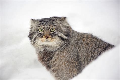 I Just Discovered Manul Cats And Now My Hearts Beating Really Fast And