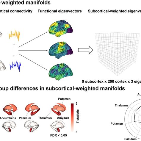 Between‐group Differences In Subcortico‐cortical Connectivity A A
