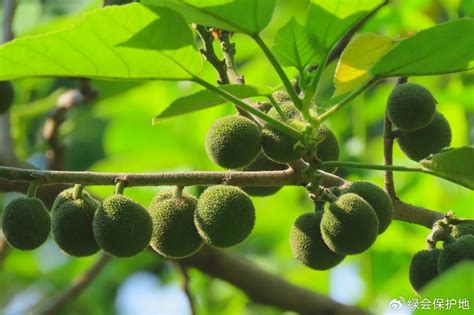 构树：拥有顽强生命力的植物 绿会保护地科普 知乎