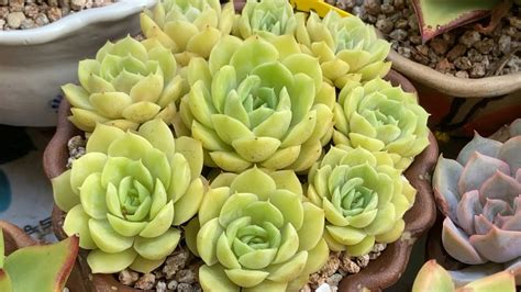 호주마리아가 물이 더들었네요 색감이 한층더 화려해졌어요 온슬로우도 너무 이뻐졌어요 ~~~~~~~💕 Youtube