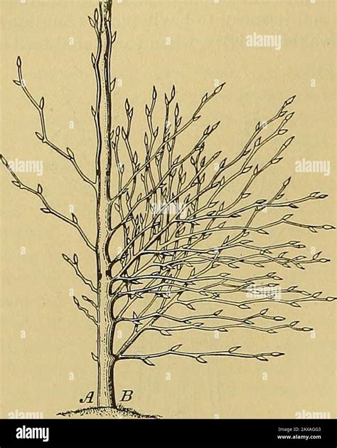 Schematic Tree Hi Res Stock Photography And Images Alamy