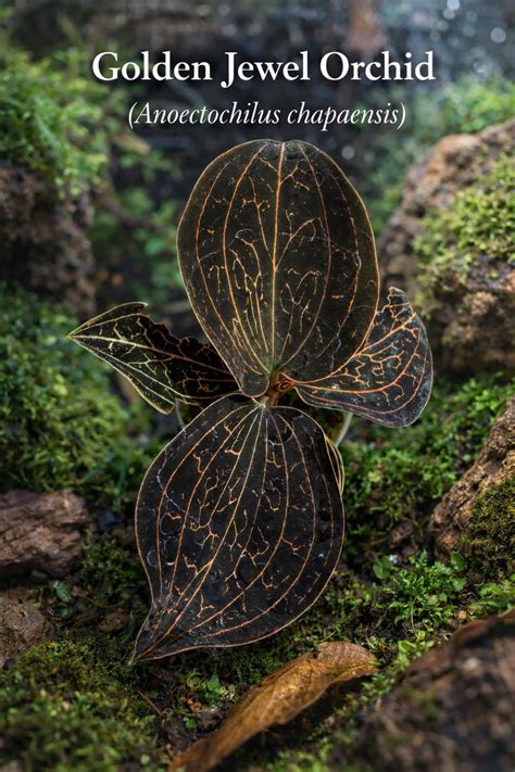 3” Potted Golden Jewel Orchid Anoectochilus Chapaensis Heart Leaf