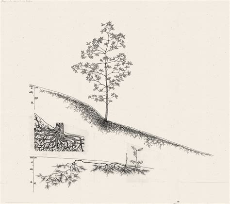 Tree Root Structure Leaf Limb