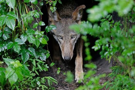Plan Loup De Nouvelles Mesures Qui Ne Satisfont Ni Les éleveurs Ni