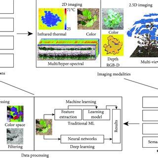 PDF Convolutional Neural Networks For Image Based High Throughput Plant Phenotyping A Review