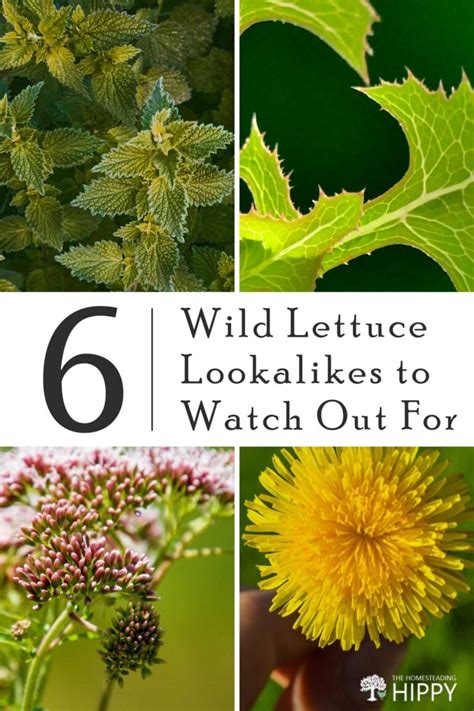 Identifying Lactuca Virosa