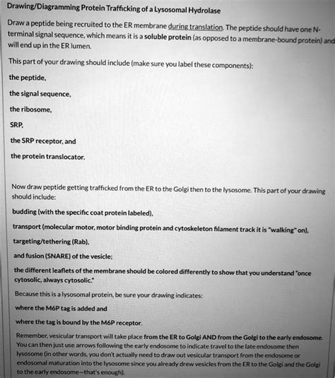 Solved Drawing Diagramming Protein Trafficking Of A Lysosomal Hydrolase Draw Peptide Being
