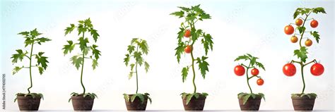 Gradual Growth Of Tomatoes Life Cycle Of A Tomato Plant Leaf Flower