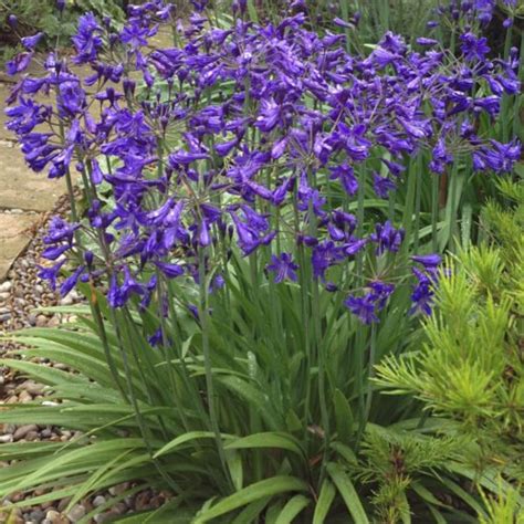 Agapanthus Black Pantha
