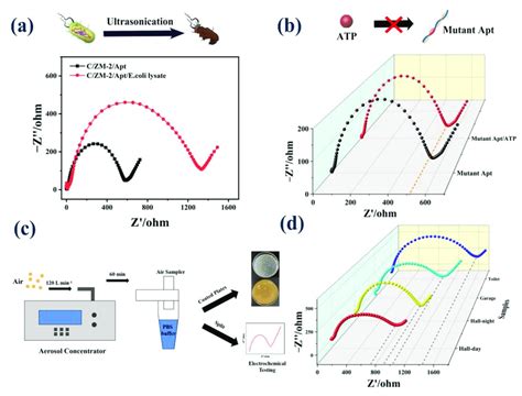 A Eis Response To Atp Extraction From E Coli Cells B Eis Response