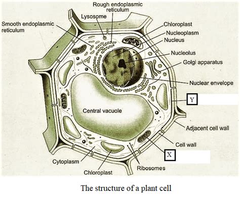 Plant Cells Under An Electron Microscope