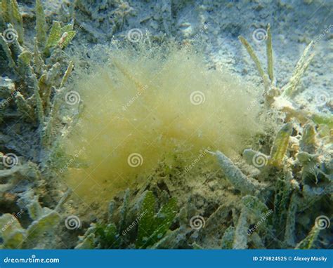 Brown Macroalgae Or Seaweed Sphacelaria Sp And Sea Grass Oceana