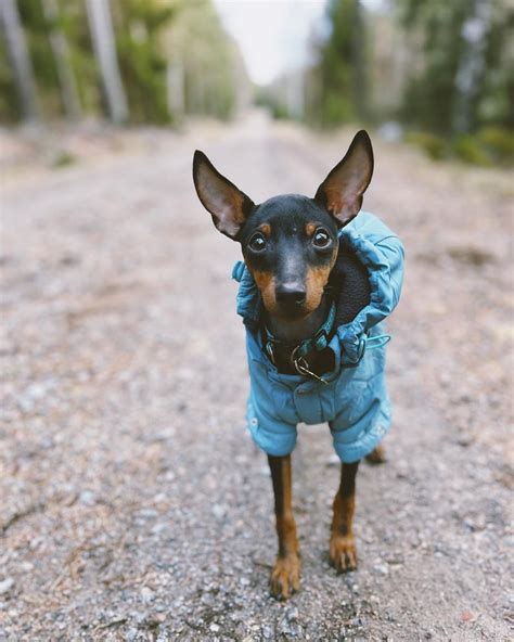 Фото английского той-терьера (33 фотографий)