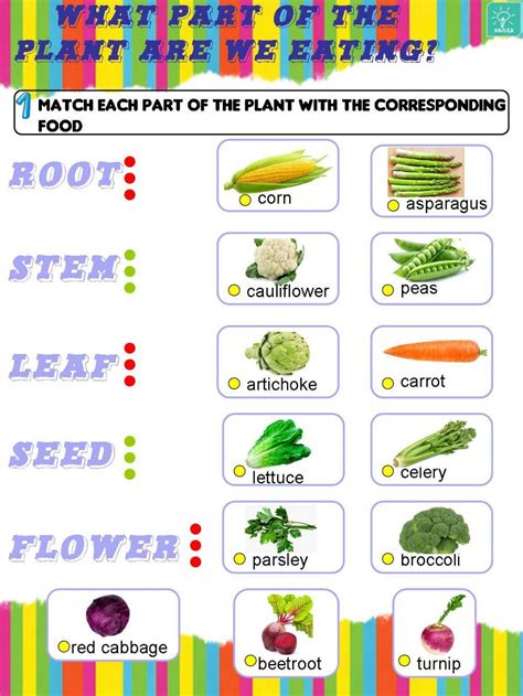 Parts Of Plants That We Eat Worksheet At Lauren Murphy Blog