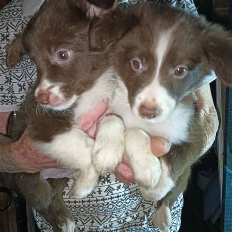 Purebred Brown And Black Border Collie Pups Junk Mail Marketplace