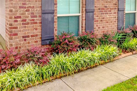 Liriope Sidewalk Border