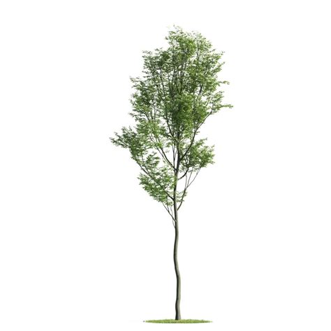 Slender Green Tree 3d Modeli İndir Ağaçlar üzerinde
