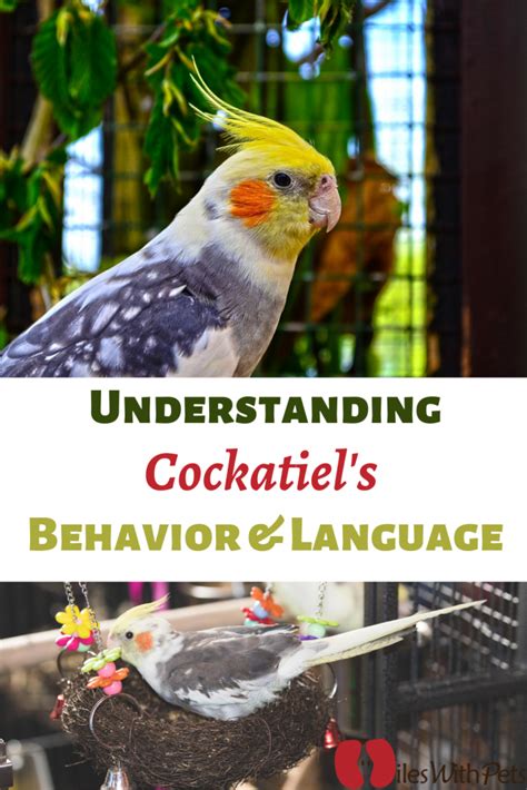 Understanding Cockatiels Behavior Language Artofit