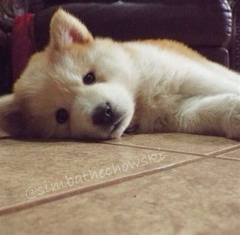 Chowski Chowski Puppies Cute Animals Hybrid Dogs