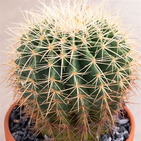 Important Facts About Barrel Cactus At Dominic Chumleigh Blog