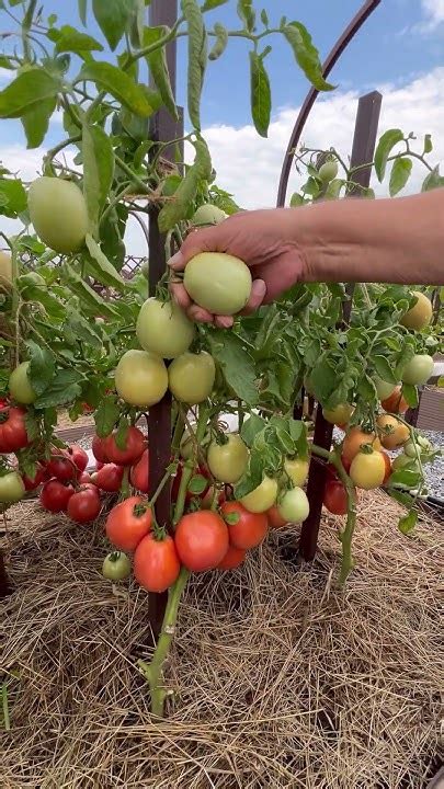 😍 Томат СИНДБАД – тысяча и одна нота непревзойденного вкуса! # ...