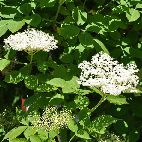 Äkta Fläder | Buskar och Träd | Utomhus - Krydd- och Medicinalväxter ...