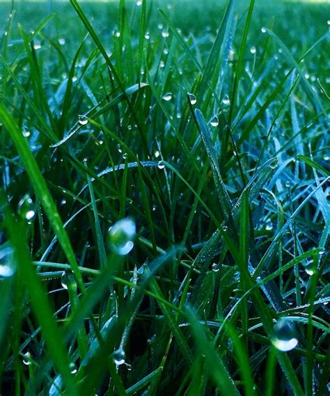 Grass Wet Images Free Download On Freepik