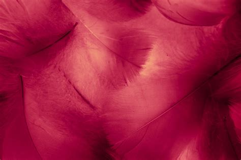 흰색 배경에 아름다운 추상적 인 다채로운 빨간색과 보라색 깃털과 어두운 패턴과 밝은 빨간색 배경에 부드러운 흰색 핑크 깃털 질감 검은색에 대한 스톡 사진 및 기타 이미지