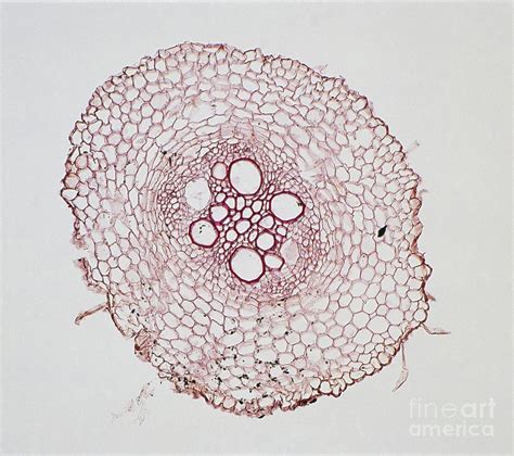 Monocotyledonous Root Corn Micrograph Photograph By Spike Walker Microworld Services