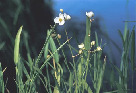 Sagittaria Graminea Grass Leaved Arrowhead Go Botany