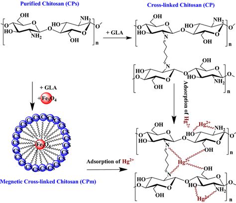 Preparation Of Cross Linked Chotosan Cs And Magnetic Cross Linked