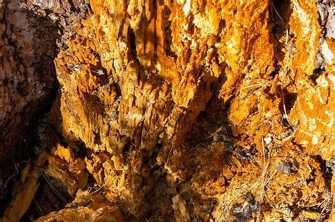 Premium Photo Texture Of An Old Dead Pine Tree