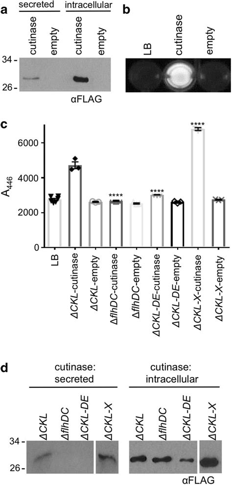 Development Of A High Throughput Fluorescence Assay To Measure Protein