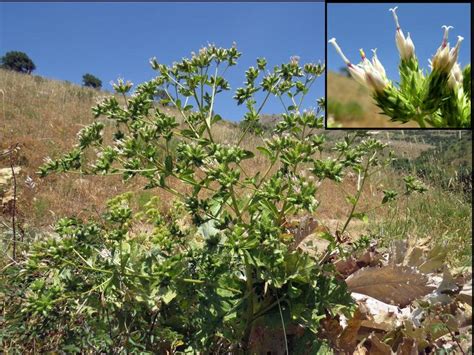 Blooming Plant Of Cousinia × Pavlovii In Locus Classicus Kazakhstan