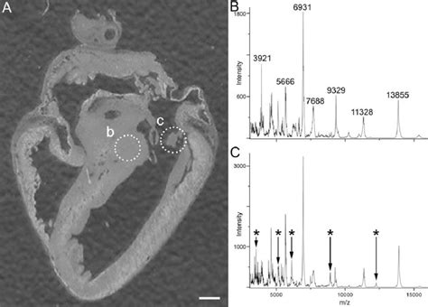 Extracted Maldi Mass Spectra With Chca Matrix A Optical Image Of