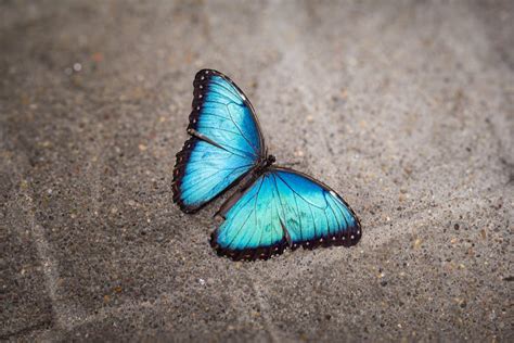 곤충 곤충 사진 곤충 휴식 곤충학 과학적인 이름 나비 나비 곤충 나비 날개 나비 매크로 나비 먹이주기 나비 모래 나비 사진 나비 야외 나비 정원
