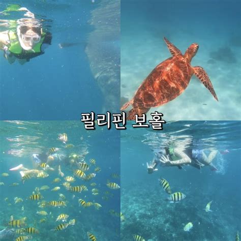 보홀 고래상어 투어 비용 및 준비물 거북이 발리카삭 호핑투어를 한번에 네이버 블로그 보홀 고래상어 투어 비용 및 준비물 거북이 발리카삭 호핑투어를 한번에 네이버 블로그