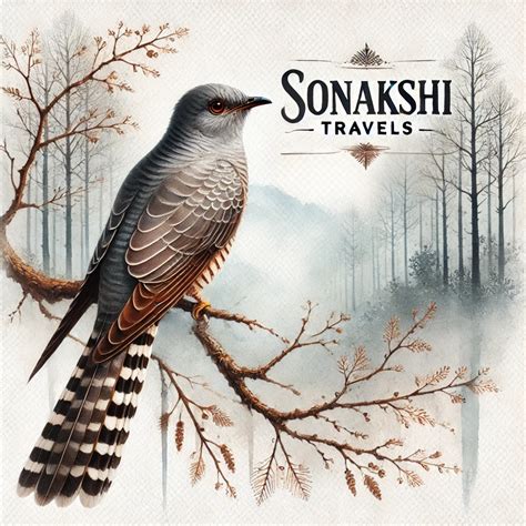 Indian Cuckoo Cuculus Micropterus Sonakshi Travels Sundarban