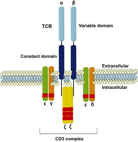 Cluster Of Differentiation Creative Biomart