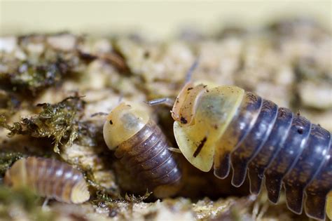 Cubaris Sp Rubber Ducky” Risopods