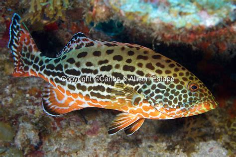 Yellowfin Grouper