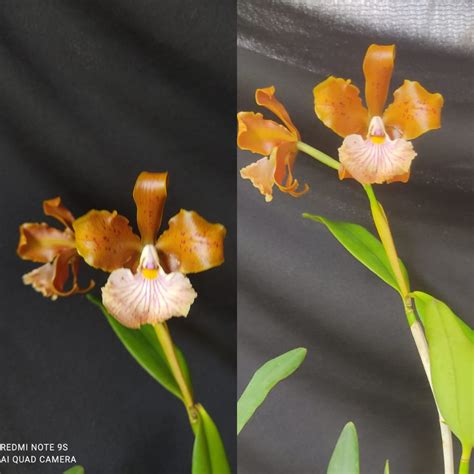 Orquídeas Incríveis à Venda